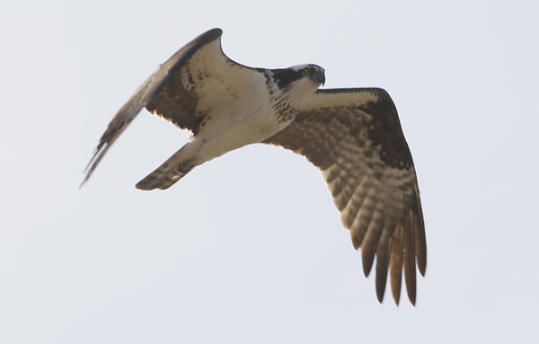Spring Fling - Whitefish Point Bird Observatory, a program of Michigan ...